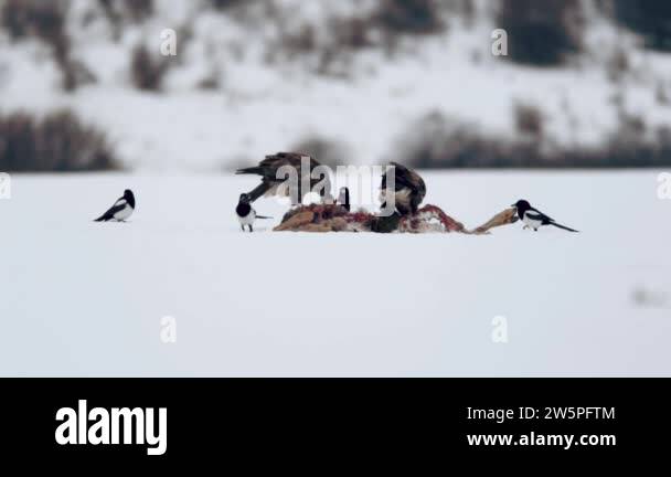 Dead roe deer capreolus capreolus Stock Videos & Footage - HD and 4K ...