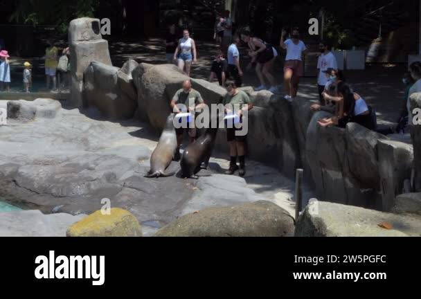 Man woman feeding zoo Stock Videos & Footage - HD and 4K Video Clips ...
