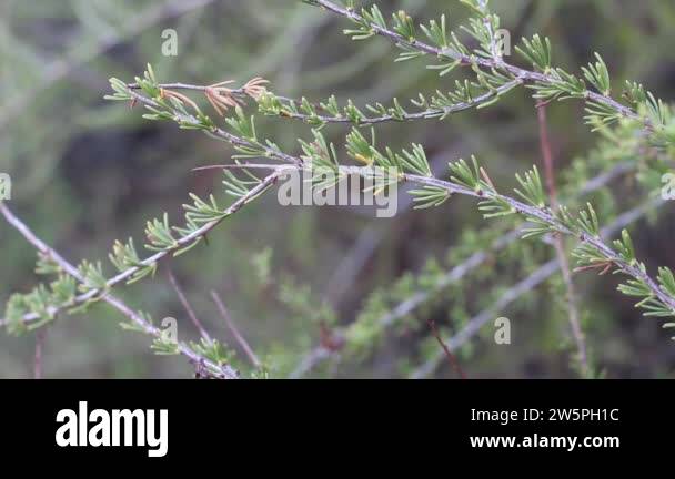 Green simple alternate entirely margined linear needle leaves of ...