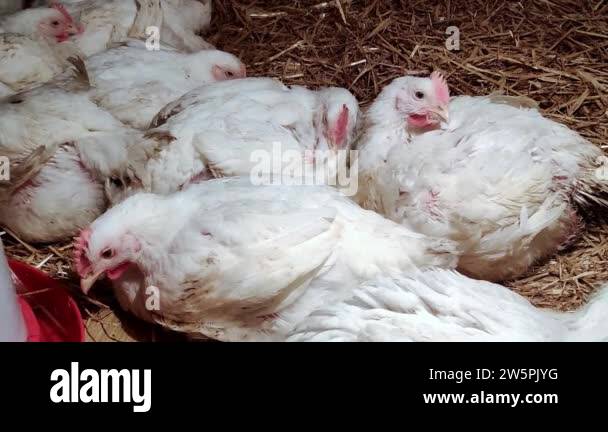 Young broilers. Poultry farm. Environment for breeding poultry ...