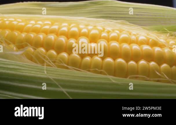 Corn cob close-up.Shooting with the camera movement.Fresh corn with ...