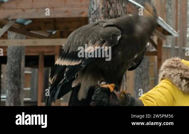 Close-up. The eagle sits on the hand. Looking out for prey in the dark ...