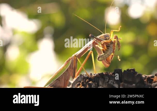 A closer look of the Mantis religiosa in Kawaguchiko Tenjozan Park in ...