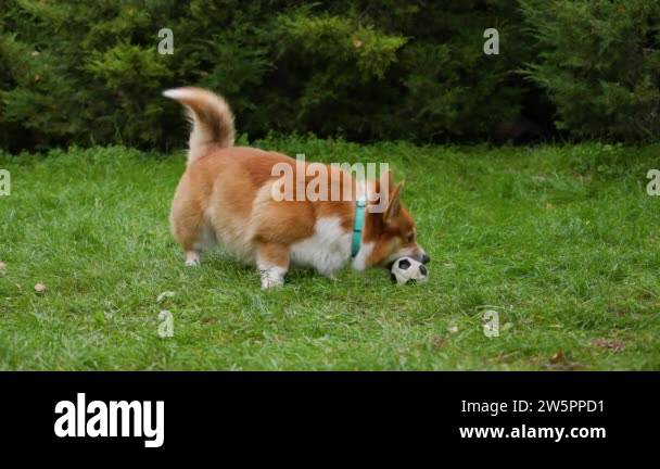Welsh corgi pembroke walks in the park on a green lawn. The dog runs ...