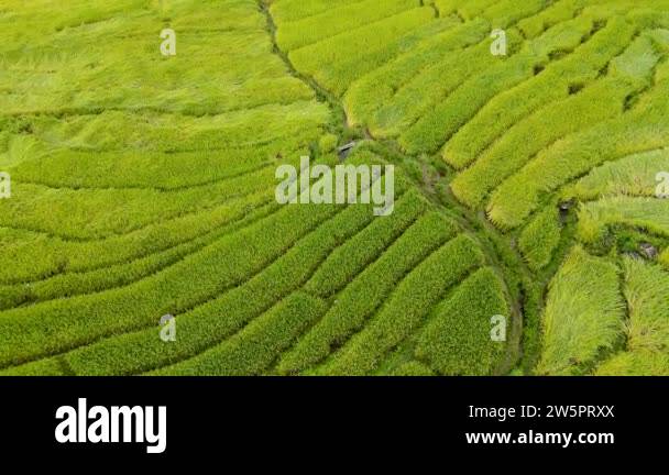 Terrace field cultivation on Stock Videos & Footage - HD and 4K Video ...