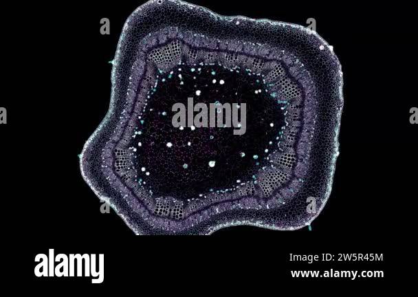 Cotton stem microscope Stock Videos & Footage - HD and 4K Video Clips ...