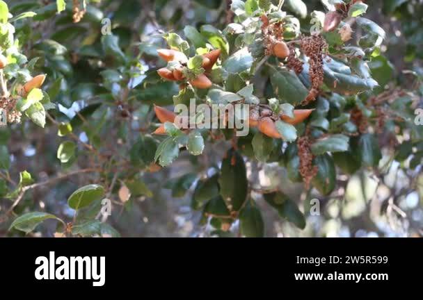 Mature brown acorn nut fruit of Coast Live Oak, Quercus Agrifolia ...