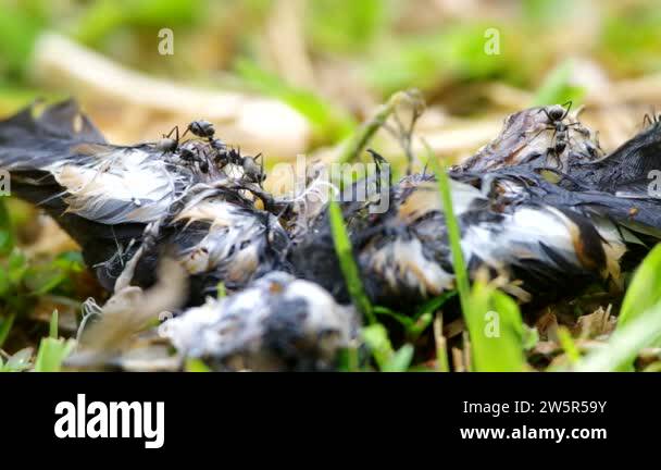 Bird eating an ant Stock Videos & Footage - HD and 4K Video Clips - Alamy