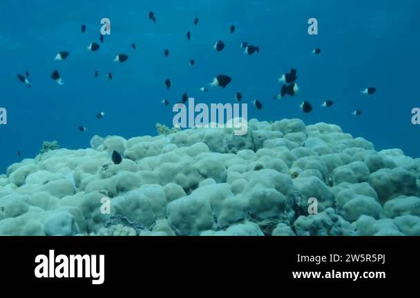 Shoal of black and white Chromis swims above coral reef on blue water ...