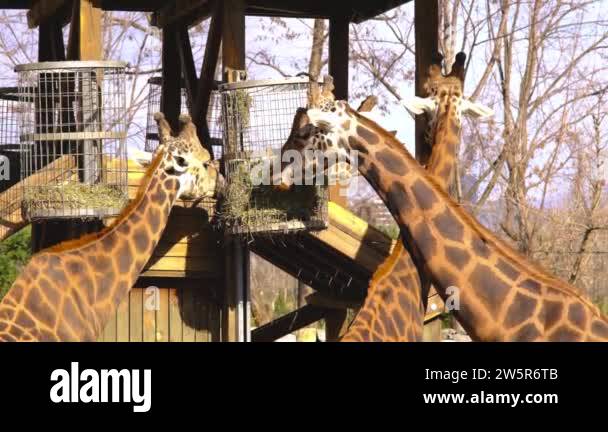 Groups of giraffes in Zoo park Bursa, Turkey. Giraffes are eating dried ...
