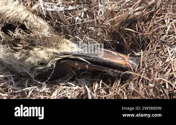 Dead swan Stock Videos & Footage - HD and 4K Video Clips - Alamy