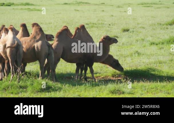Wild bactrian camel and gobi Stock Videos & Footage - HD and 4K Video ...