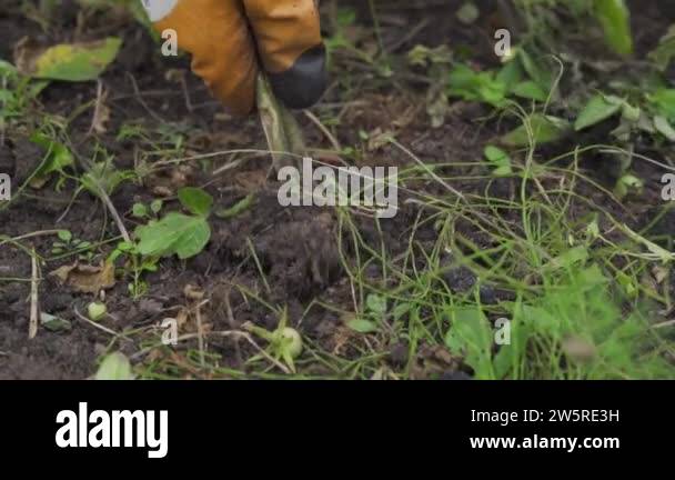 Vegetable plot plan Stock Videos & Footage - HD and 4K Video Clips - Alamy