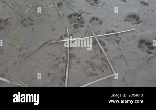 Wolf footprint Stock Videos & Footage - HD and 4K Video Clips - Alamy