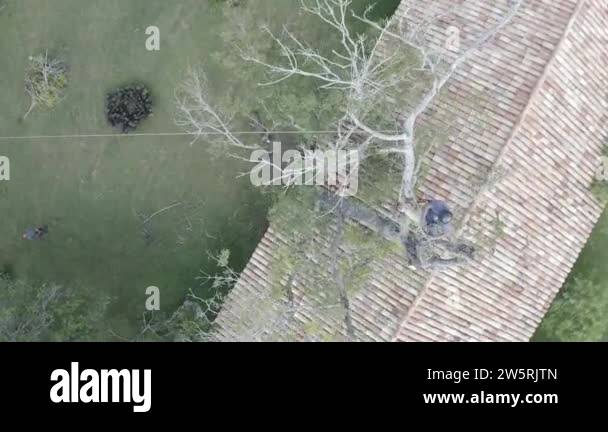 felling and pruning at height with an arborist working on the tree and ...