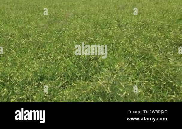 Field of Mongolian milkvetch (Astragalus membranaceus). Aerial view ...