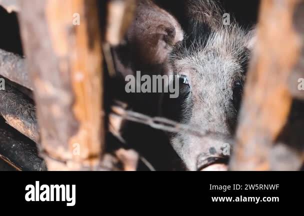 Hedge pig Stock Videos & Footage - HD and 4K Video Clips - Alamy
