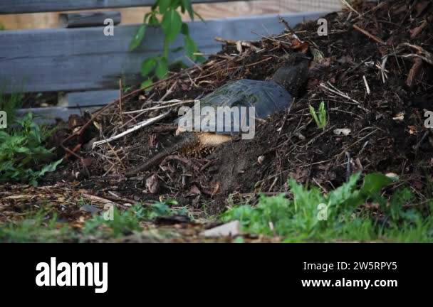 The common snapping turtle (Chelydra serpentina)digs a hole for laying ...