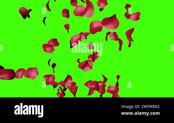 Rose petals group animation on green screen chroma key, graphic source ...