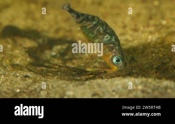 Nest nesting behaviour Stock Videos & Footage - HD and 4K Video Clips ...