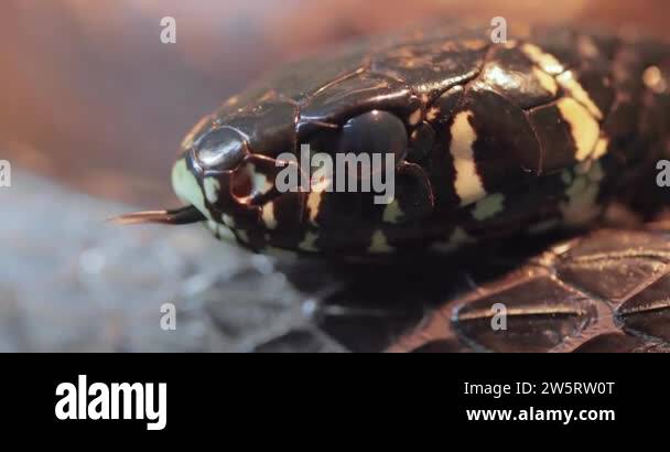 Spilotes pullatus, commonly known as the caninana,chicken snake,yellow ...