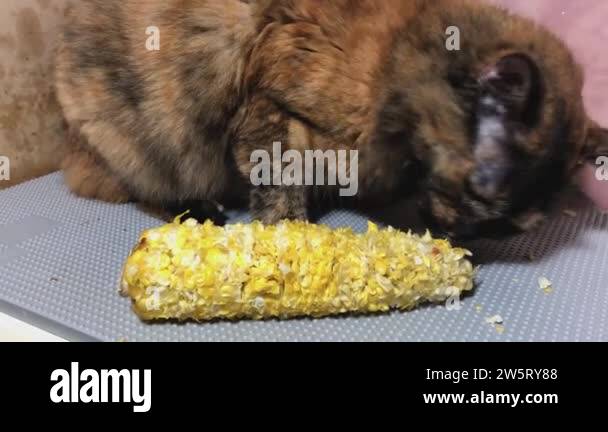 Cat corn Stock Videos & Footage - HD and 4K Video Clips - Alamy