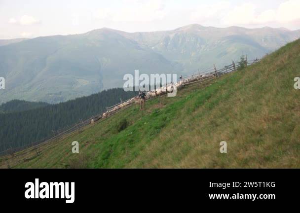 Shepherd herd on mountain Stock Videos & Footage - HD and 4K Video ...
