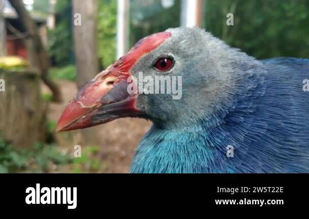 Webbed feet birds Stock Videos & Footage - HD and 4K Video Clips - Alamy