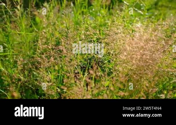 Grass sway on wind. Wild grass sway. Green grass in meadow sways. Green ...