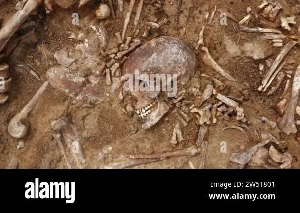 Skulls and bones of people in the ground, Work of the search team at ...
