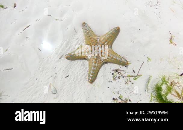 Zanzibar. A colorful starfish, Oreaster reticulatus, crawls slowly ...