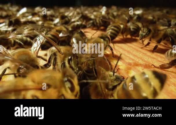 Bees family working on honeycomb in apiary. Life of apis in hive. A ...