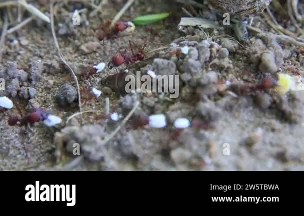 salvador, bahia, brazil - january 6, 2021: movement of leaf-cutting ...