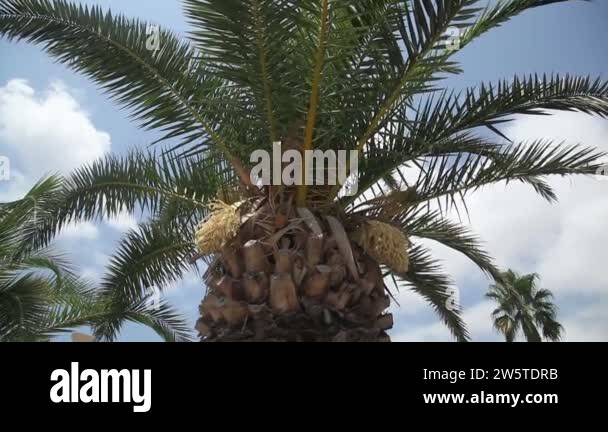 Palmetto palm trees Stock Videos & Footage - HD and 4K Video Clips - Alamy
