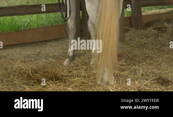 Tail legs Stock Videos & Footage - HD and 4K Video Clips - Alamy