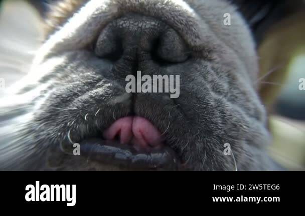 Bite nose Stock Videos & Footage - HD and 4K Video Clips - Alamy