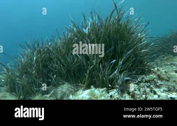 Dense thickets of marine grass Posidonia on blue water background ...