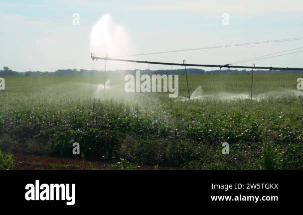 Corn field agricultural irrigation system Stock Videos & Footage - HD ...
