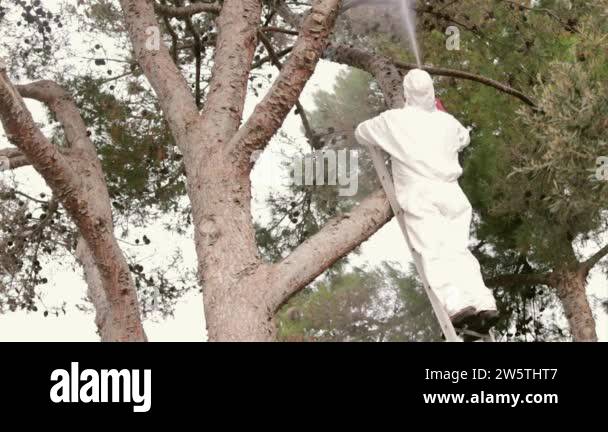 Spraying tree insecticide against Stock Videos & Footage - HD and 4K ...