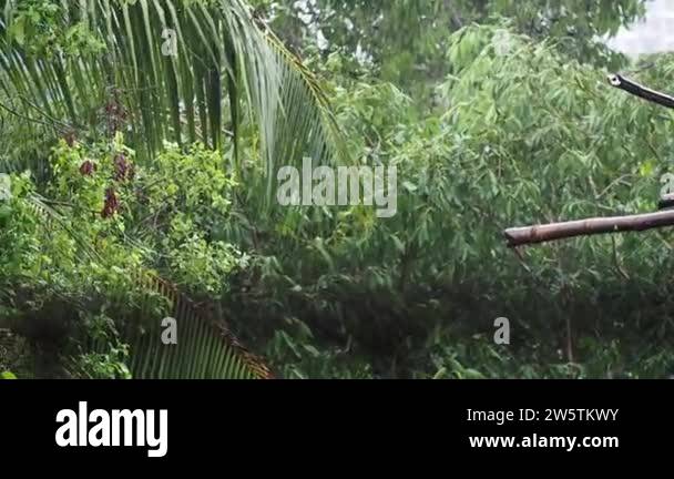 Showering plants Stock Videos & Footage - HD and 4K Video Clips - Alamy