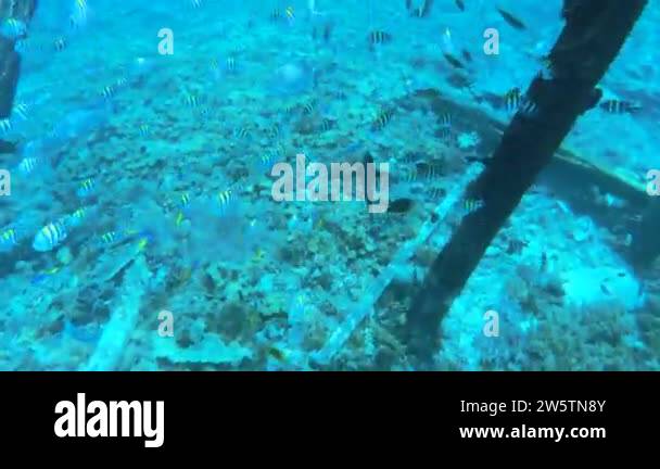 Colorful Tropical Fish In Kri Island, Raja Ampat. Underwater View Of ...