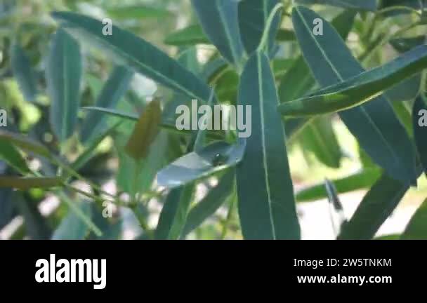 Tabebuia caraiba (Tabebuia aurea, Caribbean trumpet, silver trumpet ...