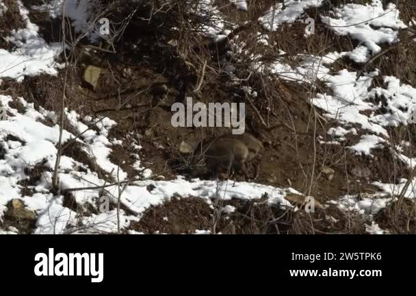Wild boars on winter forest of Japan. Japanese wild boar looking for ...