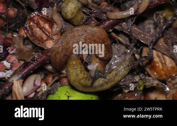 Pest waste Stock Videos & Footage - HD and 4K Video Clips - Alamy