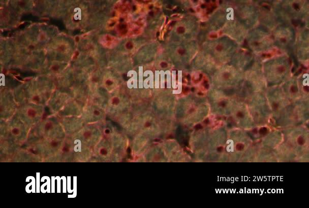 Axolotl liver cells under the microscope 200x Stock Videos & Footage ...