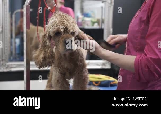 Cocker spaniel ear Stock Videos & Footage - HD and 4K Video Clips - Alamy