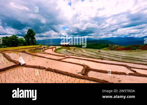 Transplanting of rice Stock Videos & Footage - HD and 4K Video Clips ...