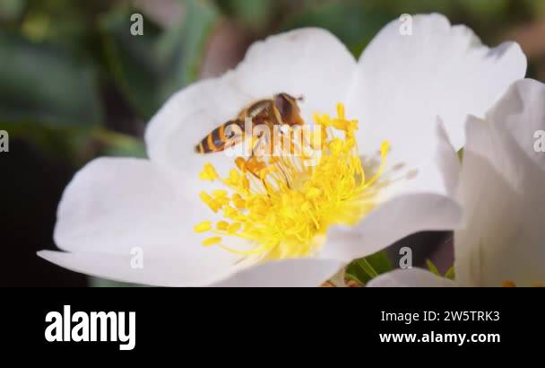Hoverflies, flower flies or syrphid flies, insect family Syrphidae.They ...