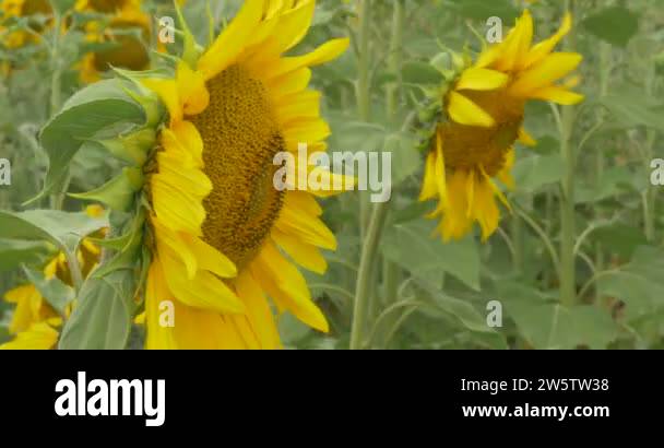 Green leaves and stalks Stock Videos & Footage - HD and 4K Video Clips ...