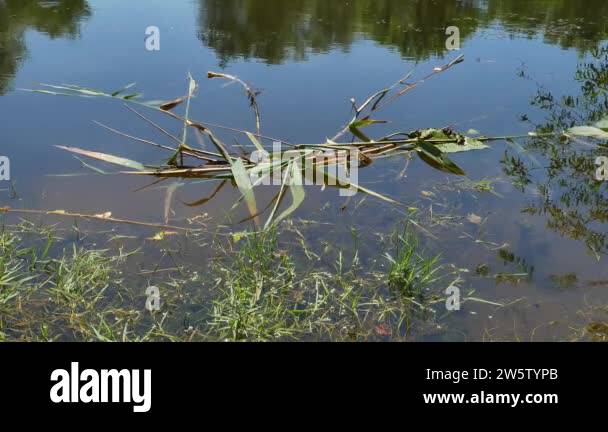Broken reed Stock Videos & Footage - HD and 4K Video Clips - Alamy